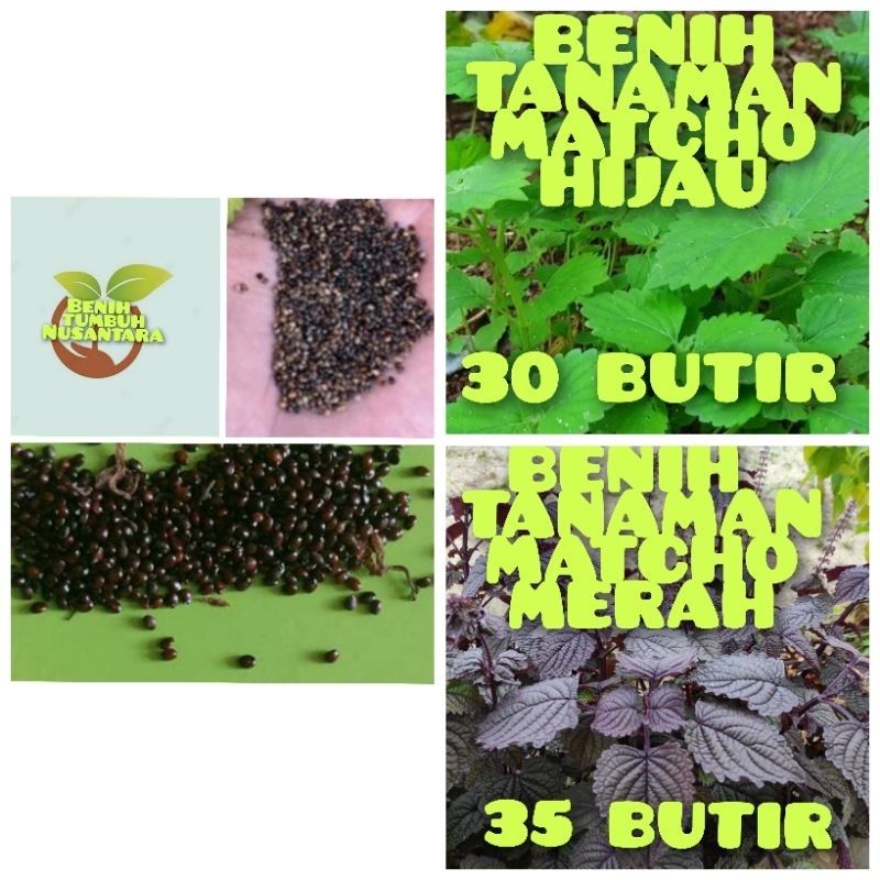 Jual BENIH TANAMAN MATCHO HIJAU DAN MATCHO MERAH/MACAU/BUAKCHAO | Shopee Indonesia