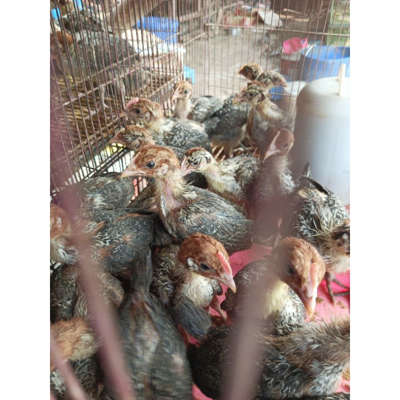 Jual ayam arab 2 Minggu - ayam arab 3 Minggu - ayam arab | Shopee Indonesia