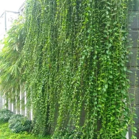 Jual Bibit Daun Janda Merana | Lee Kwan New | Tanaman Rambat Lee Kuan ...