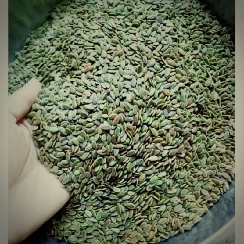 Jual BENIH SENGON LAUT / BENIH SENGON LAUT 1 KG / KWALITAS PREMIUM ...