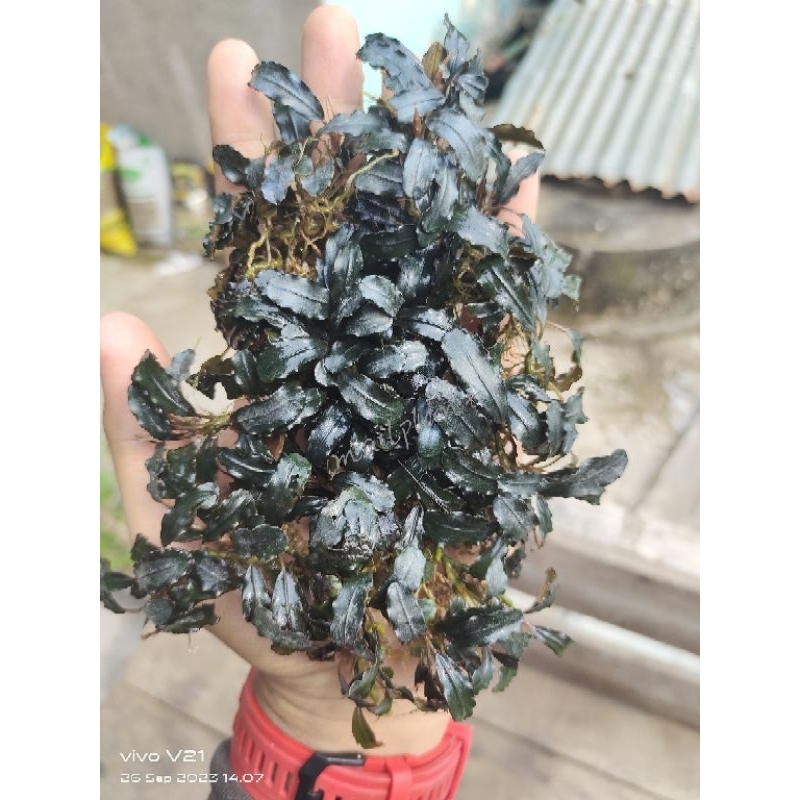 Jual bucephalandra mini phantom dark, tanaman aquarium, Aquascape, dan ...