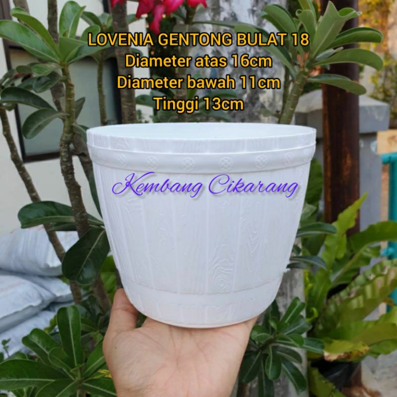 Jual (1pc) LOVENIA GENTONG BULAT 18 (16cm) : pot bunga plastik motif ...