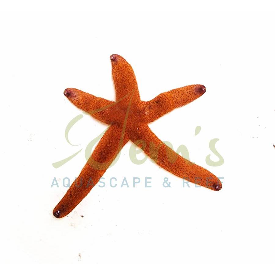 Jual Bintang Laut Kawat (Red Linckia Sea Star) | Shopee Indonesia