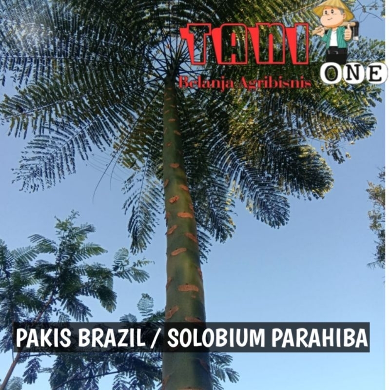 Jual Pakis Brazil/Solobium Parahiba tinggi 3 m | Shopee Indonesia