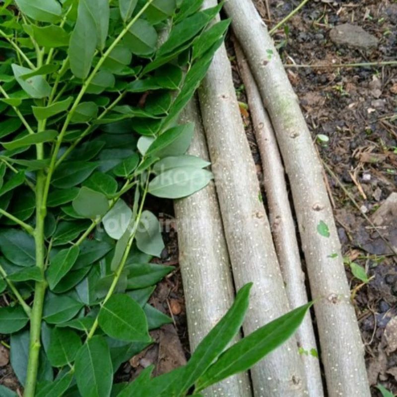 Jual bibit gamal klereside 30 cm | Shopee Indonesia