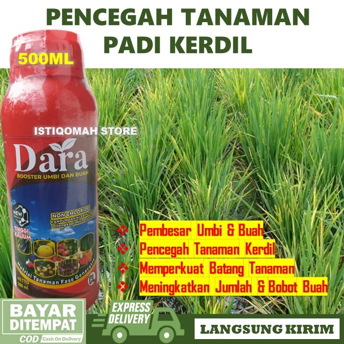 Jual Pupuk Booster Padi Pencegah Kerdil Tanaman Padi Ampuh DARA 500ML Pupuk Memperkuat Batang ...