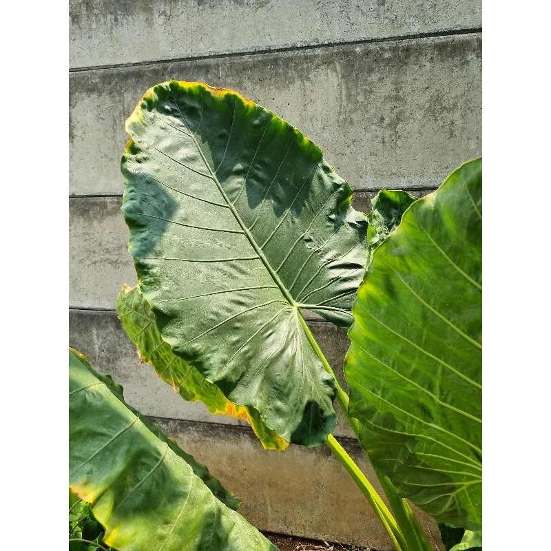 Jual Daun Sente Bira Alocasia | Shopee Indonesia