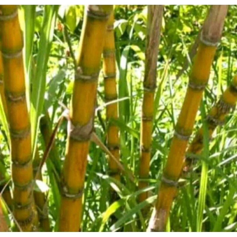 Jual bibit tebu kuning setek tebu kuning | Shopee Indonesia