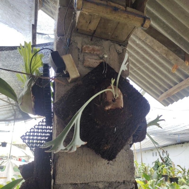 Jual platycerium wilinski | Shopee Indonesia