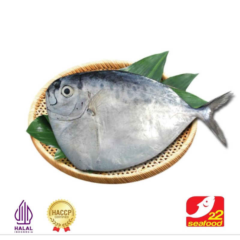 Jual Ikan Semar 1 kg isi 6-10 ekor / Moon Fish / Seafood 22 | Shopee ...