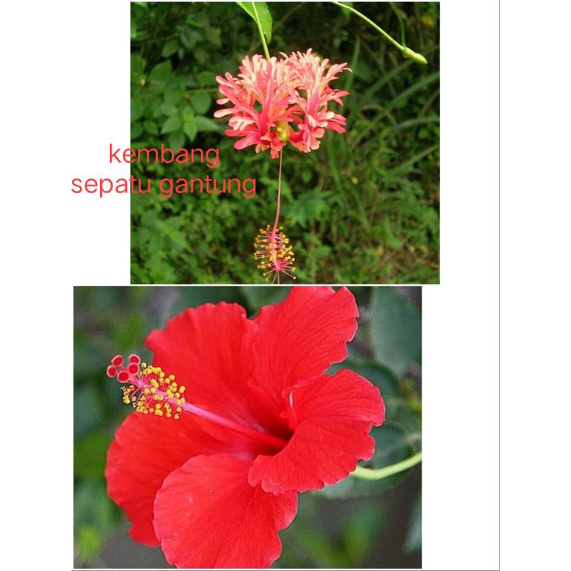 Jual Bibit bunga kembang sepatu/kembang sepatu gantung | Shopee Indonesia