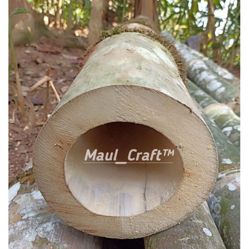 Jual Bambu Petung Bulat Panjang 2 Meter Media Arku Layangan | Shopee ...