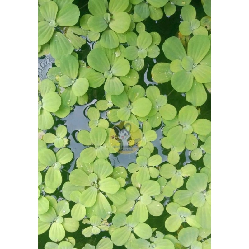 Jual Tanaman Hias Air Apu-Apu/Kayu Apu (Pistia stratiotes) | Shopee ...
