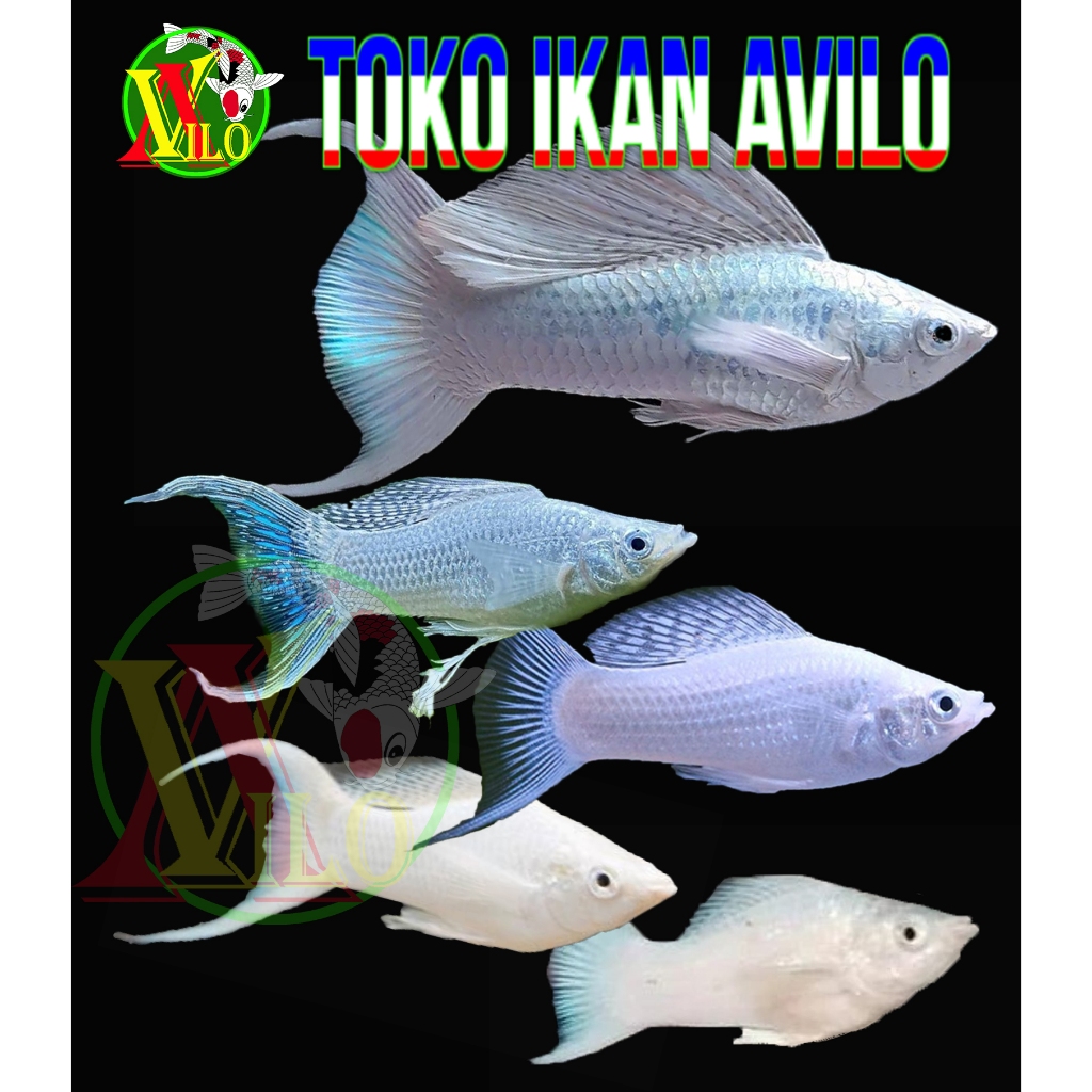 Jual ikan hias molly moli platinum body panjang ekor cagak cawang ...