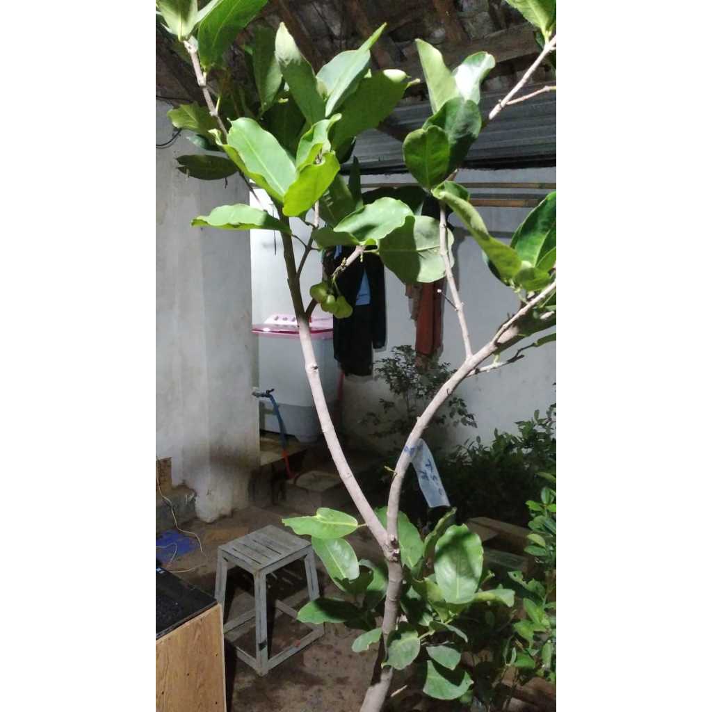 Jual bibit jambu air cangkok ketenggian 2meter | Shopee Indonesia