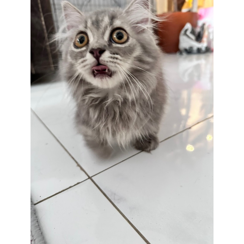 Jual kucing kitten munchkin blue tabby 5 bulan | Shopee Indonesia