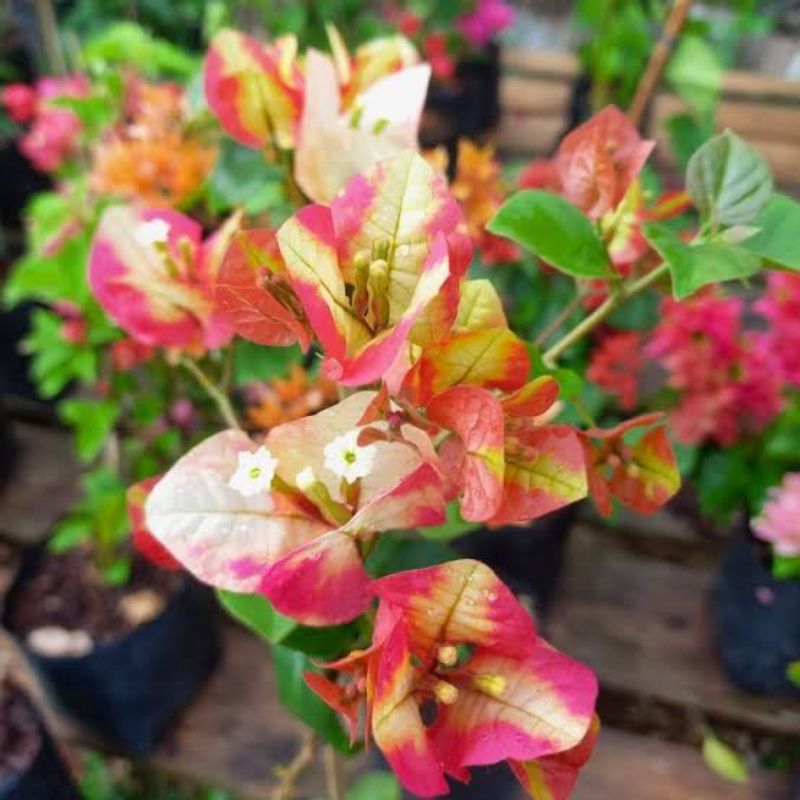 Jual TANAMAN HIAS BOUNGENVILLE CITRA INDIA ( SUDAH CUKUP LANGKA ...