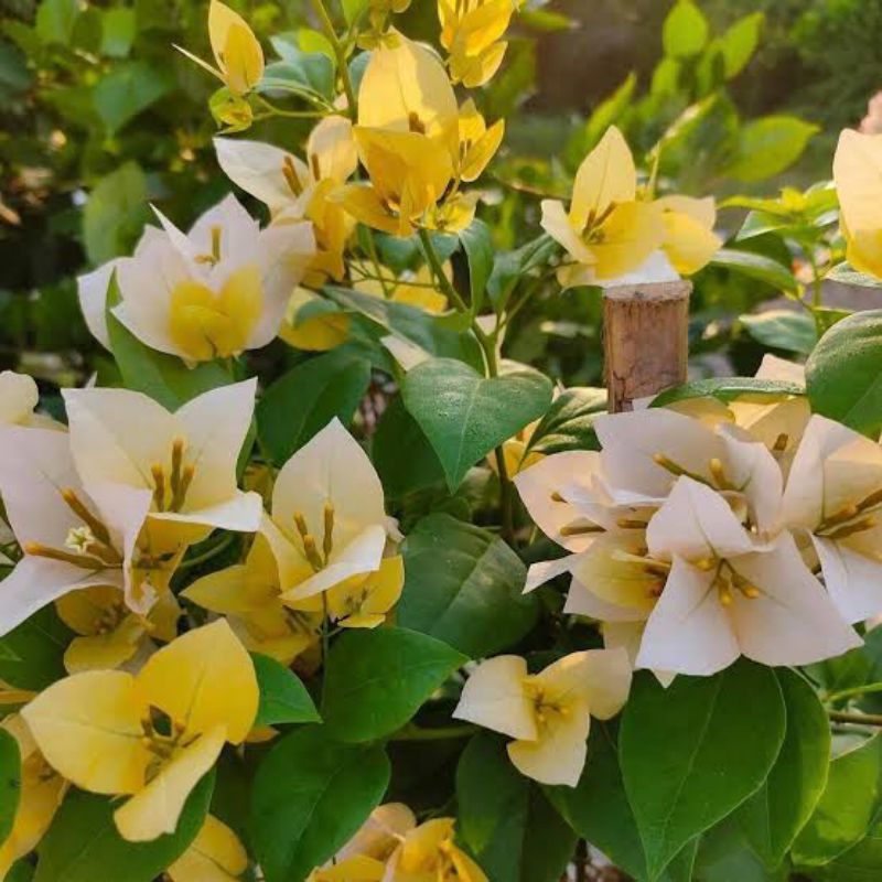 Jual Tanaman Hias Bugenvil Bunga Kertas Survena Shopee Indonesia