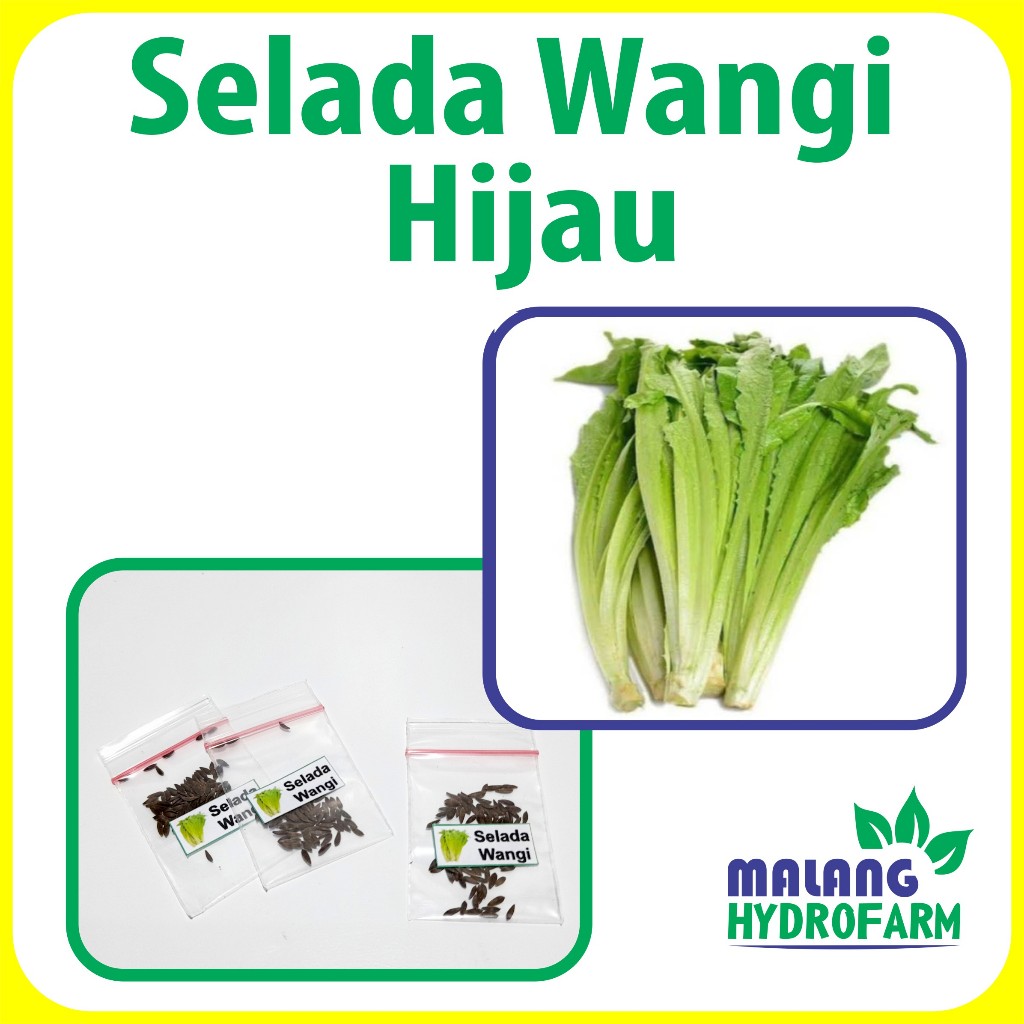 Jual Benih Selada Wangi Unggulan berkualitas biji keriting siomak bibit ...