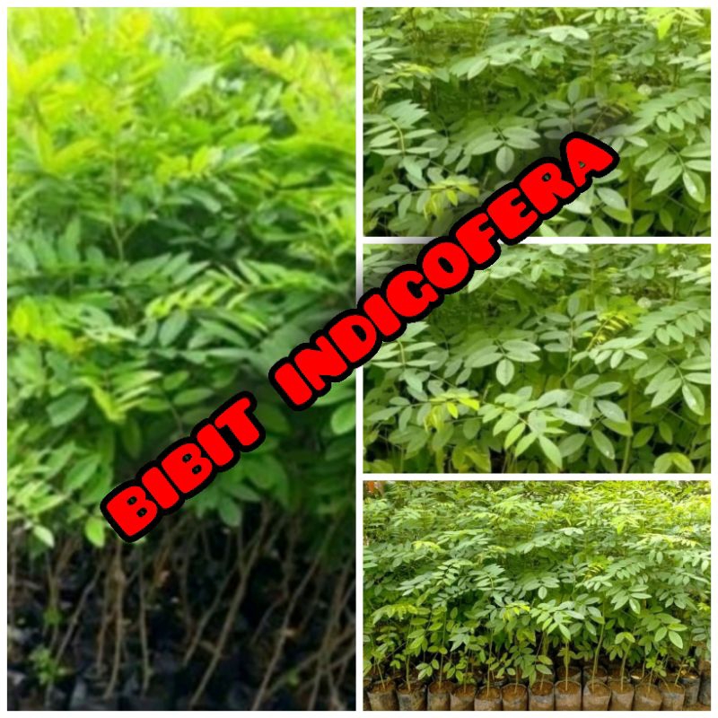 Jual Bibit indigofera indigovera full akar tumbuh 20 cm siap tanam ...
