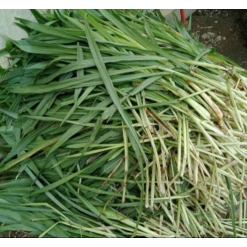 Jual Rumput odot segar | Shopee Indonesia