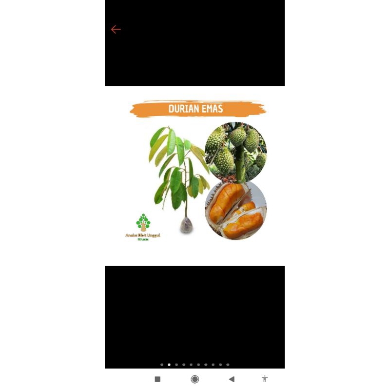 Jual BIBIT DURIAN EMAS KUNING MAS TINGGI 1 METERAN | Shopee Indonesia