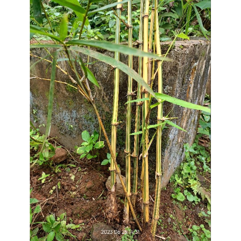 Jual Bambu kuning hias 50 cm terbaik | Shopee Indonesia