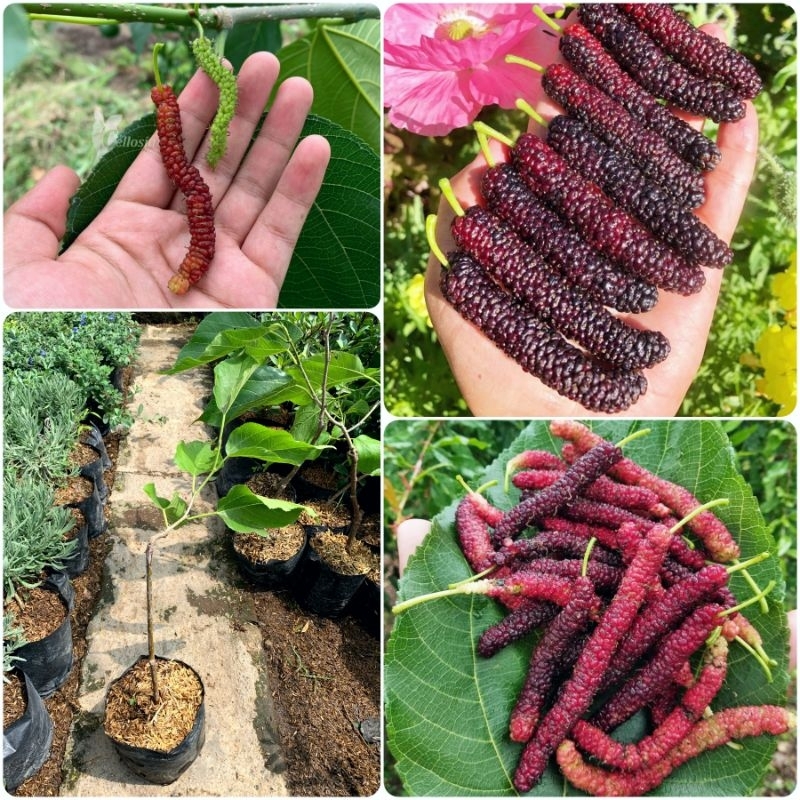Jual Bibit Tanaman Buah Long Mulberry / Murbei Panjang 100% Valid ...