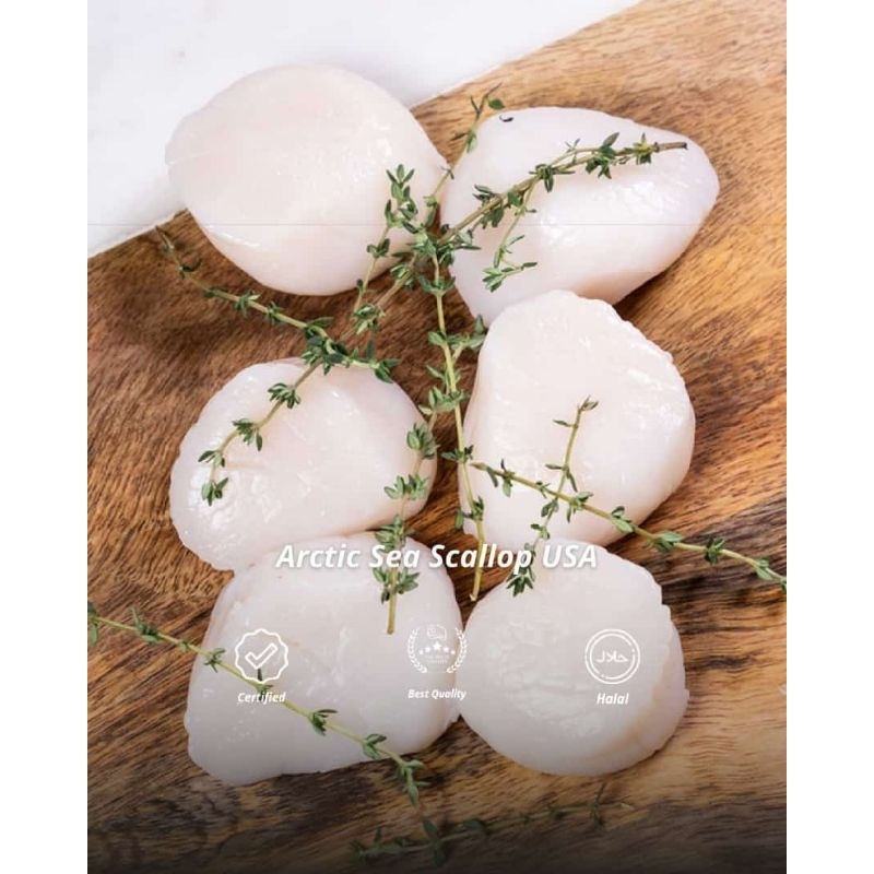 Jual Arctic Sea Scallop USA | Shopee Indonesia