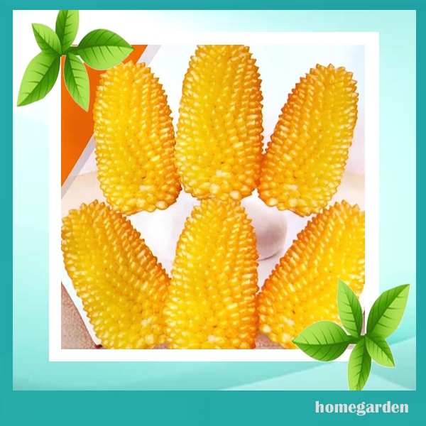 Jual Bibit Jagung Ungu Jagung Dua Warna Jagung Pelangi Bibit Jagung Ketan Ungu Jagung Pulut