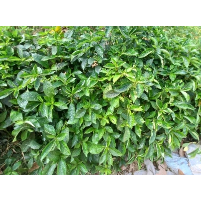 Jual Daun Keci beling | pecah beling | Kurir Instan | tanaman Herbal ...