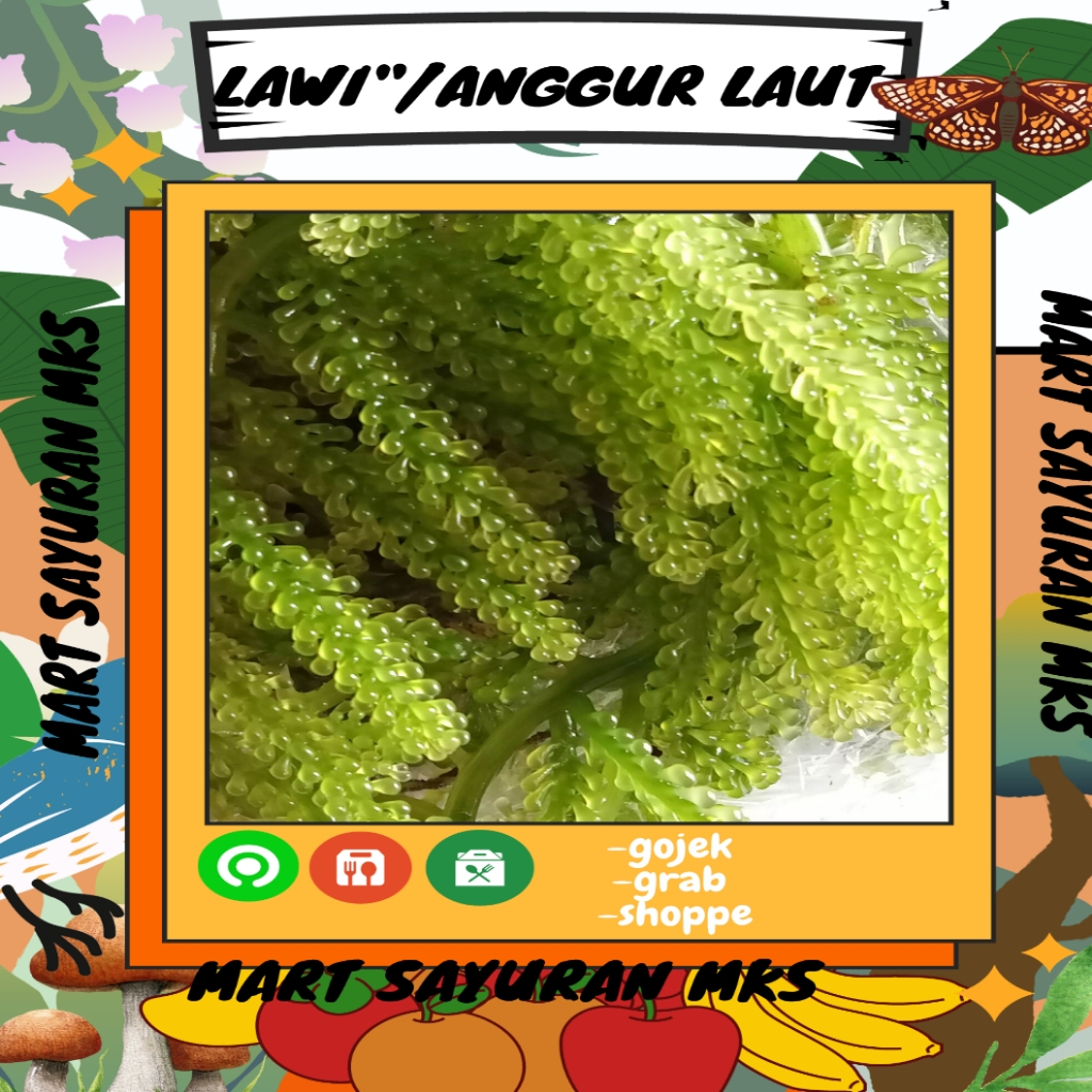 Jual Perpaket lawi lawi/Donge/Rumput Laut/Anggur Laut | Shopee Indonesia