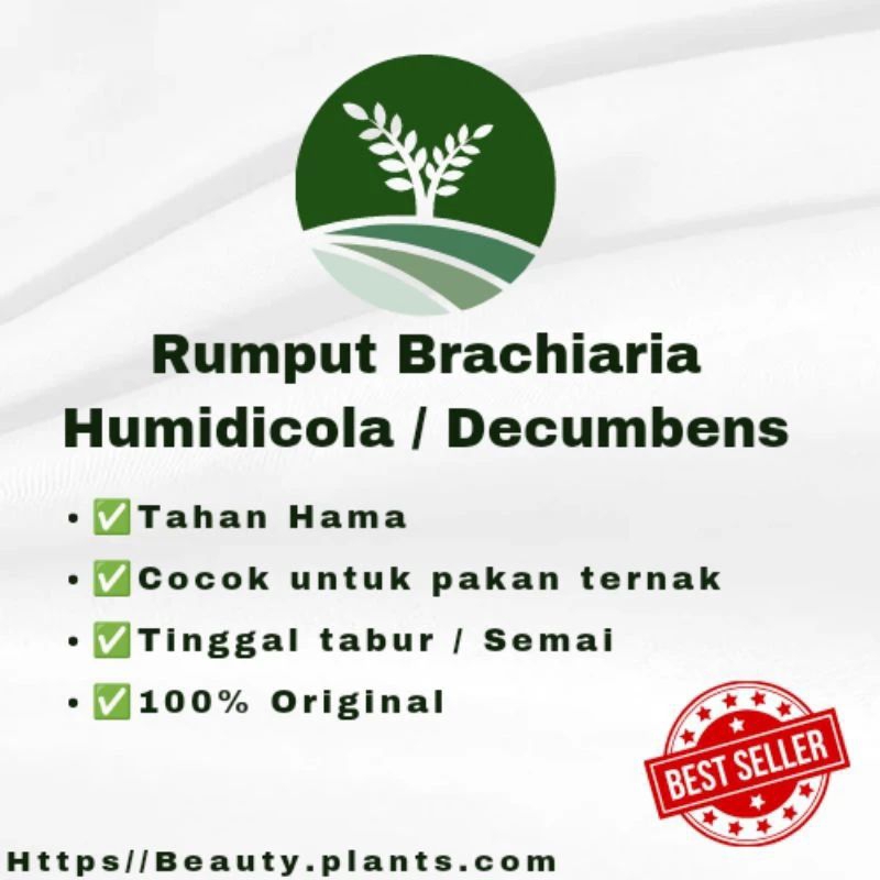 Jual SIGNAL GRASS - RUMPUT SIGNAL GRASS - Biji benih rumput signal ...