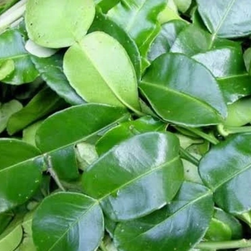 Jual 20 Lembar Daun Jeruk Purut Segar (dipetik saat dikirim) | Shopee ...