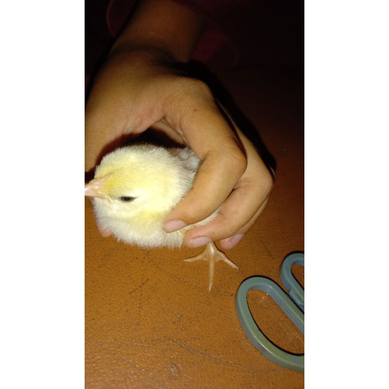 Jual anak ayam | Shopee Indonesia