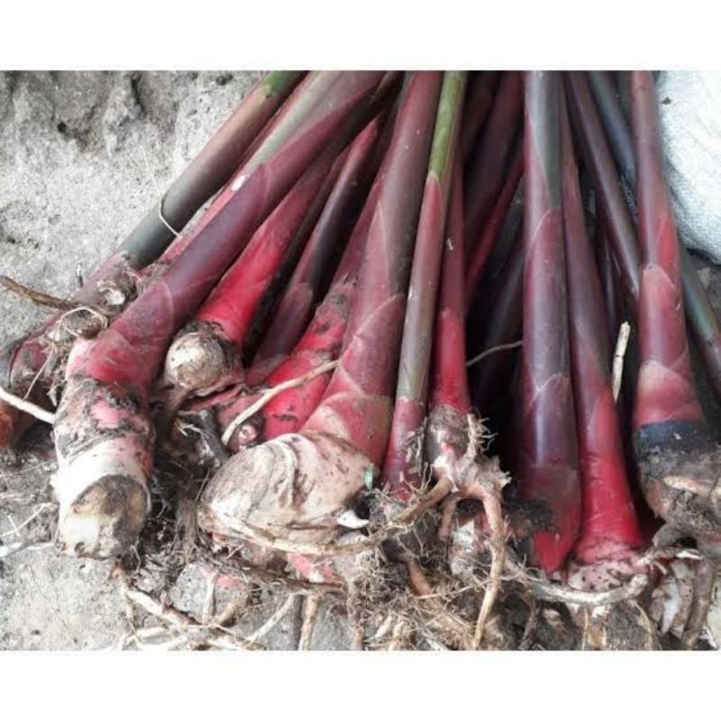 Jual Bibit kecombrang merah atau honje laka siap tanam | Shopee Indonesia