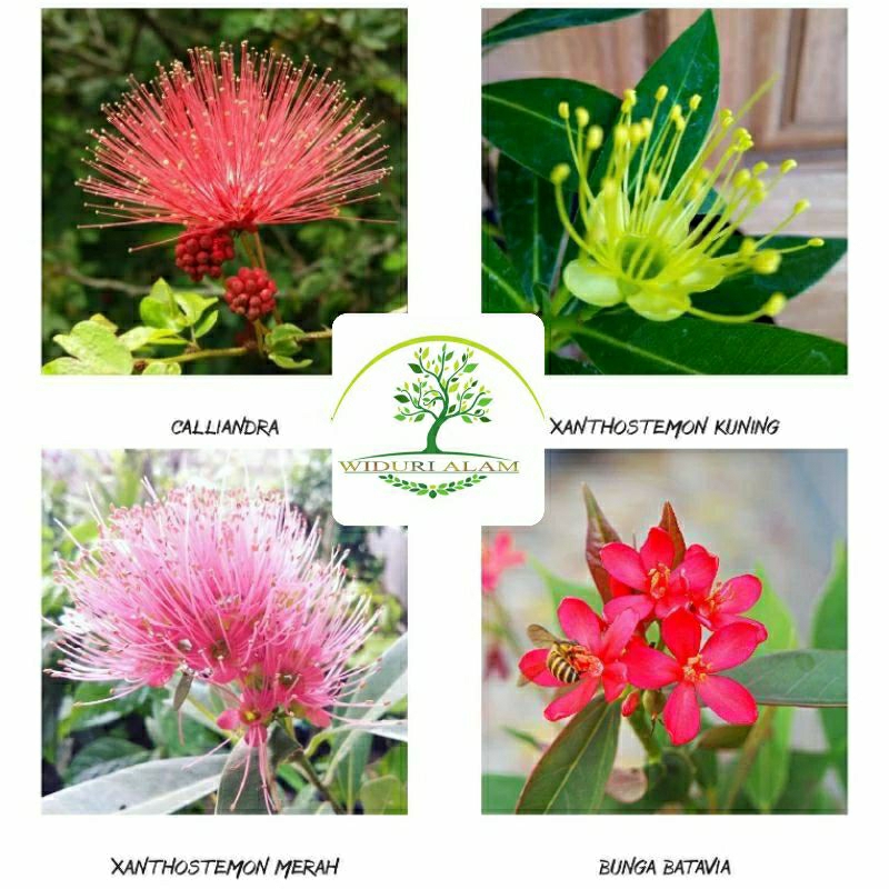Jual 4 PAKET TANAMAN HIAS BUNGA SANTOS LEMON - BUNGA BATACKIA ...