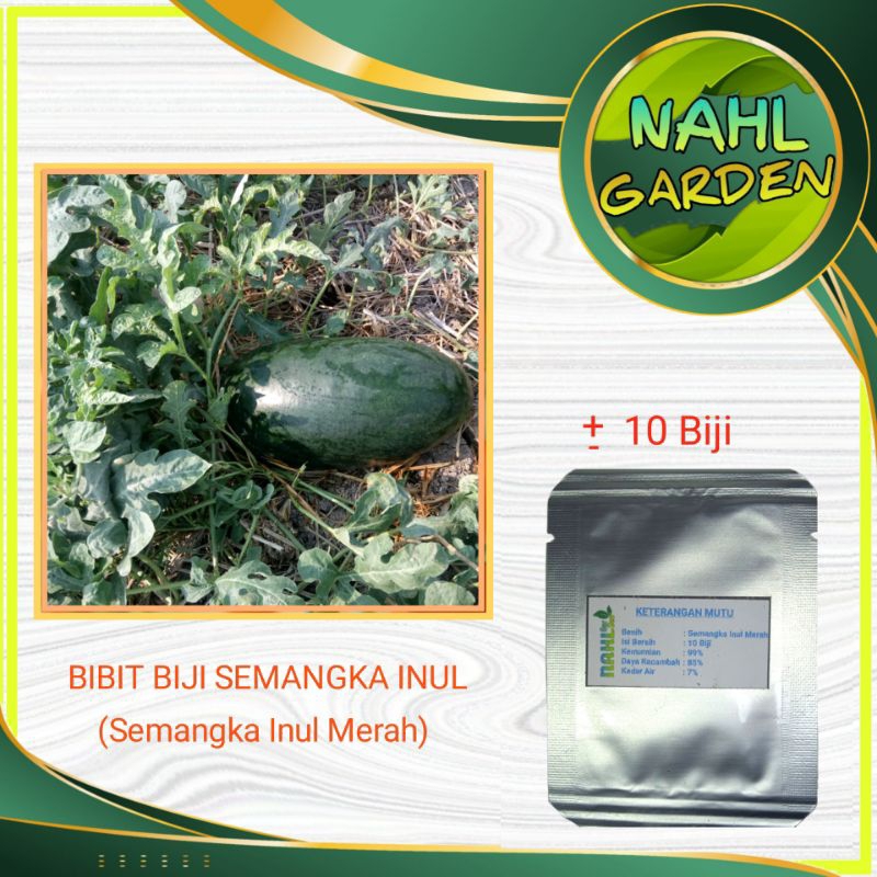Jual BIBIT BIJI SEMANGKA INUL (Semangka Inul Merah) | Shopee Indonesia Jual BIBIT BIJI SEMANGKA INUL (Semangka Inul Merah) | Shopee Indonesia