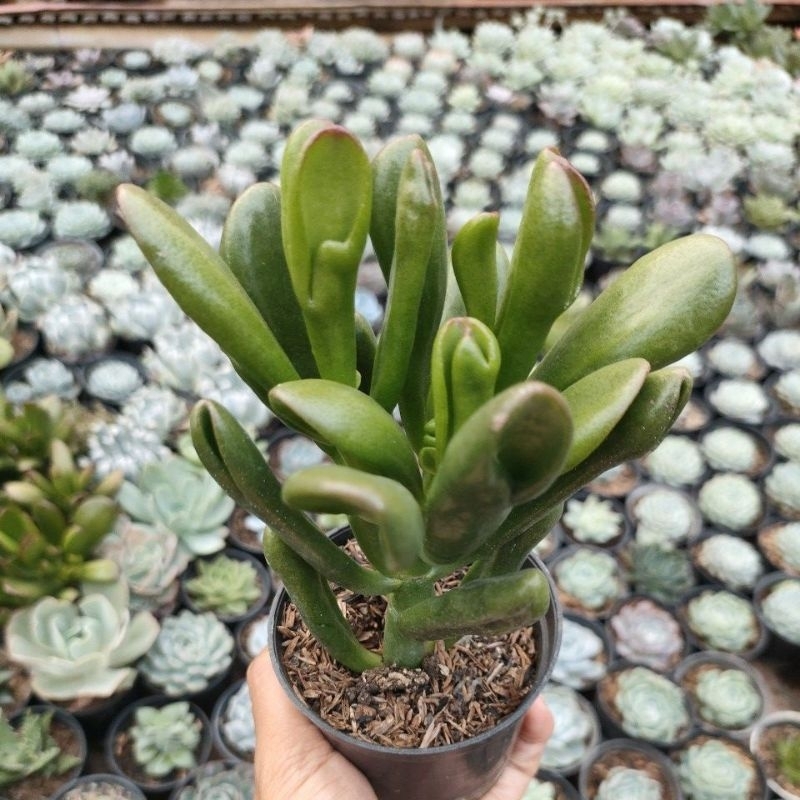 Jual Kaktus Sukulen Bebas Pilih Jenis FREE POT HITAM Sekulen Tanaman ...