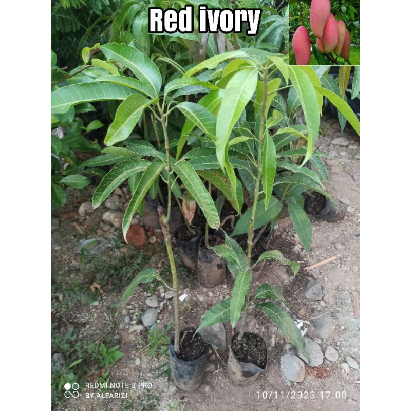 Jual bibit mangga red ivory | Shopee Indonesia