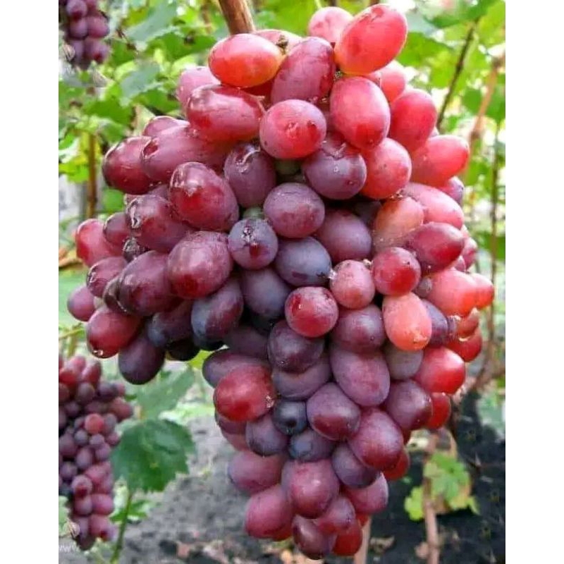 Jual Anggur Import Jupiter varian genjah berbuah (tanpa biji) | Shopee ...