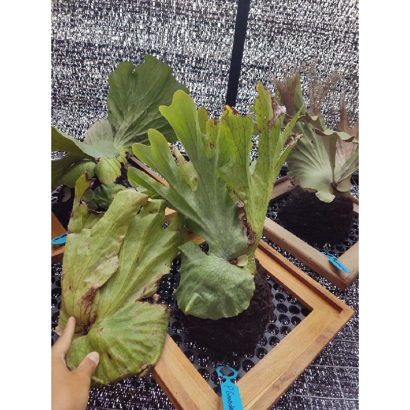 Jual platycerium grande cabutan ukuran 40cm, simbar bali, simbar ...