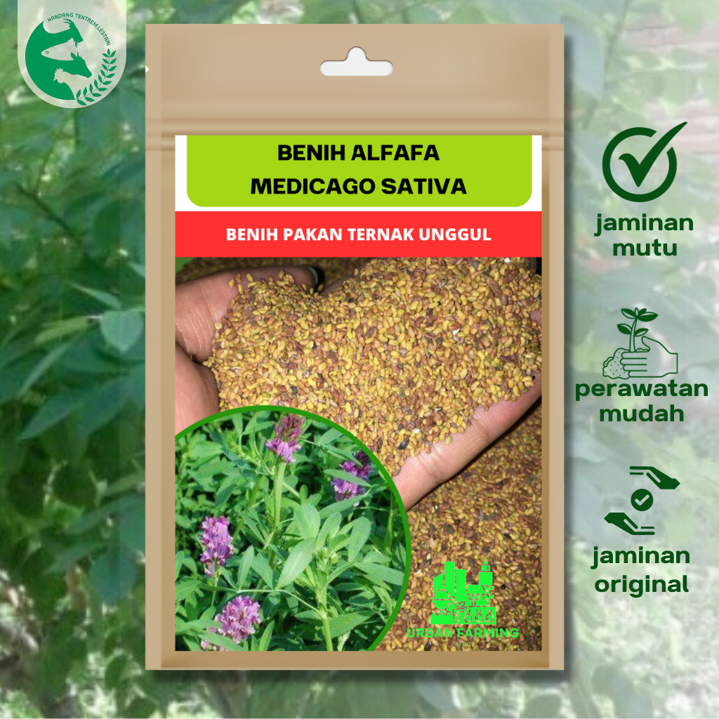 Jual Benih Alfafa 14 gr Urban Farming Alfalfa Pakan Ternak | Shopee ...