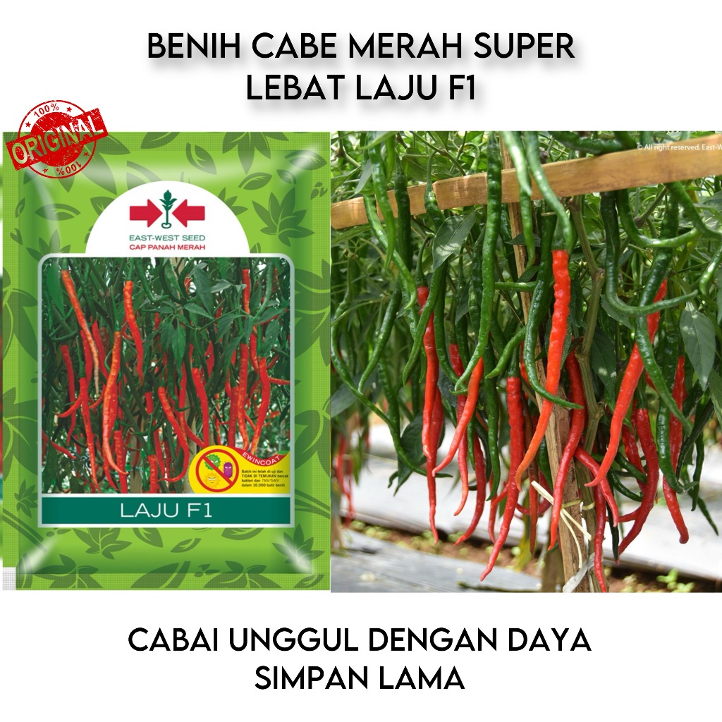 Jual Benih Cabe Cabai Keriting LAJU F1 Isi 30 Butir Repack Cap Panah ...