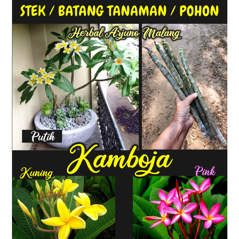 Jual (5pcs) Stek Batang Tanaman Pohon Bunga Kamboja 3 Warna | Shopee ...