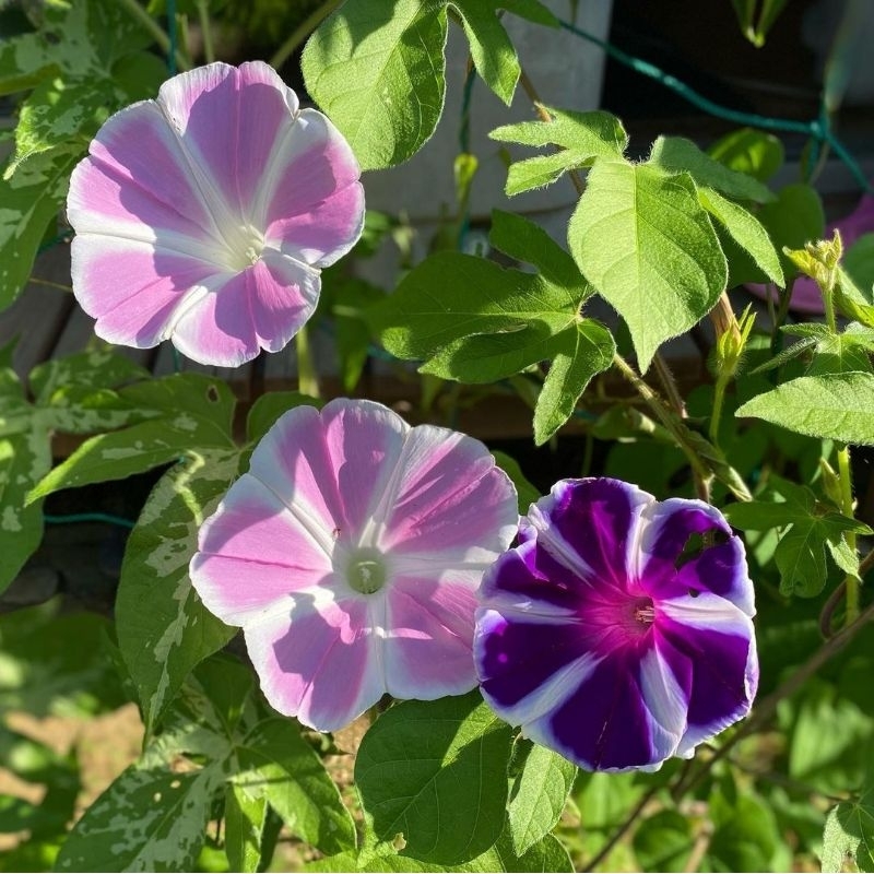 Jual Bibit tanaman bunga rambat Japanese/ivy morning glory (Ipomoea nil ...