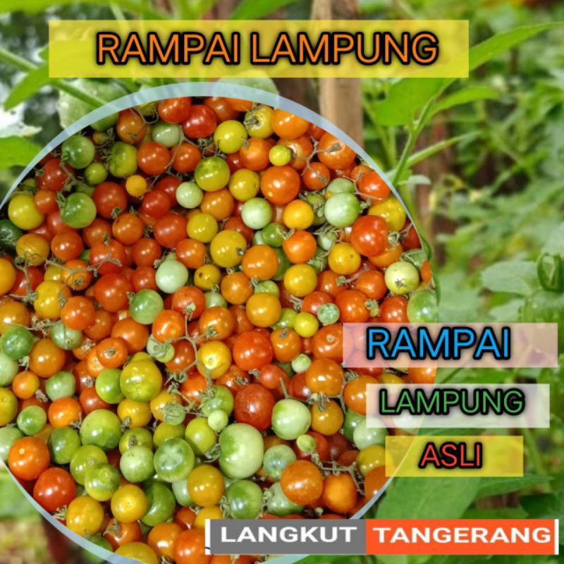 Jual rampai lampung 500 gram kualitas super | Shopee Indonesia