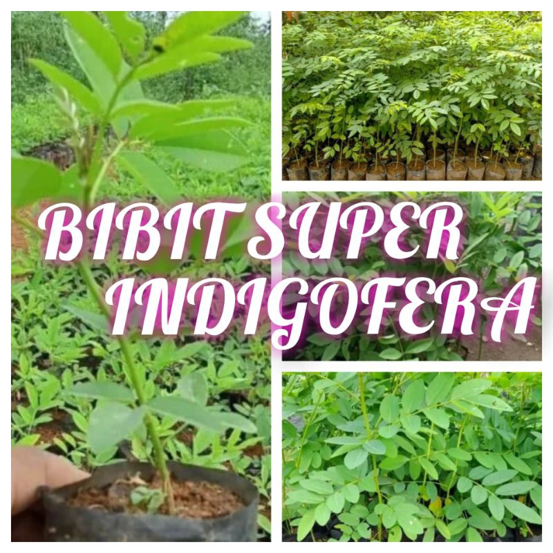 Jual Bibit indigofera pakan ternak buat kambing dan ternak lainnnya ...