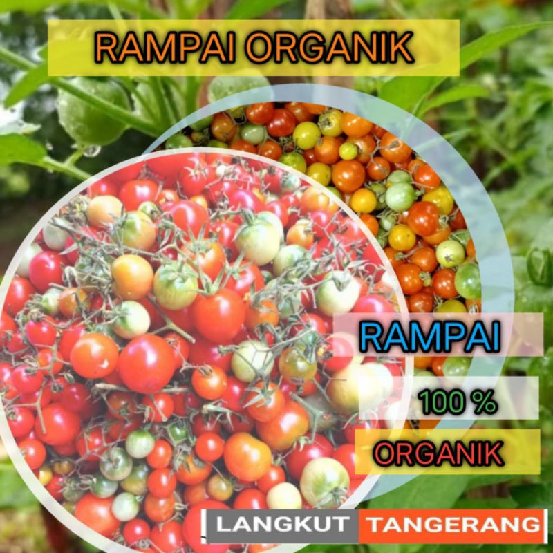 Jual rampai lampung fresh | Shopee Indonesia