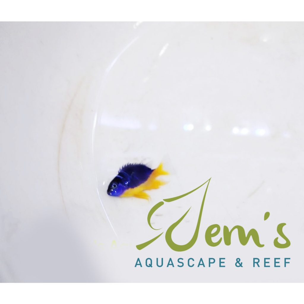 Jual Ikan Air Laut Betok Kupang (Azure Damselfish) | Shopee Indonesia